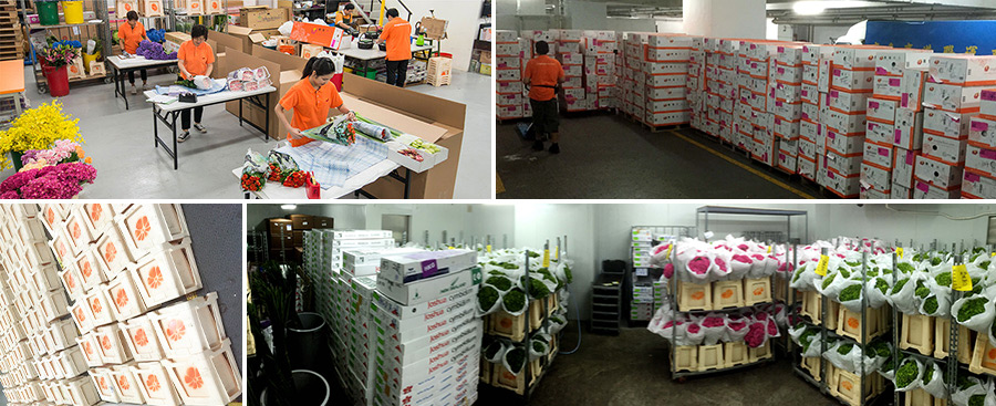 Distribution Center – Hing Fat Flower Group